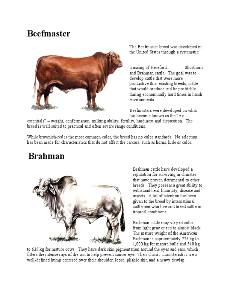 Breed Profiles: Describing the Characteristics and Traits of the ...