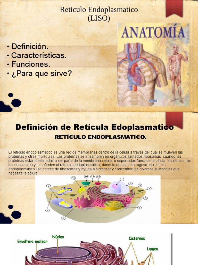 Funciones del Retículo Endoplasmático Liso | PDF | Retículo ...