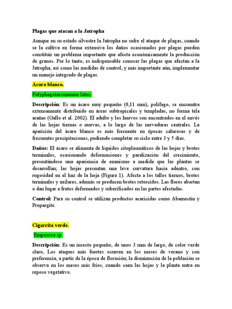 Plagas y Enfermedades JATROPHA | PDF | Hoja | Plaga (organismo)