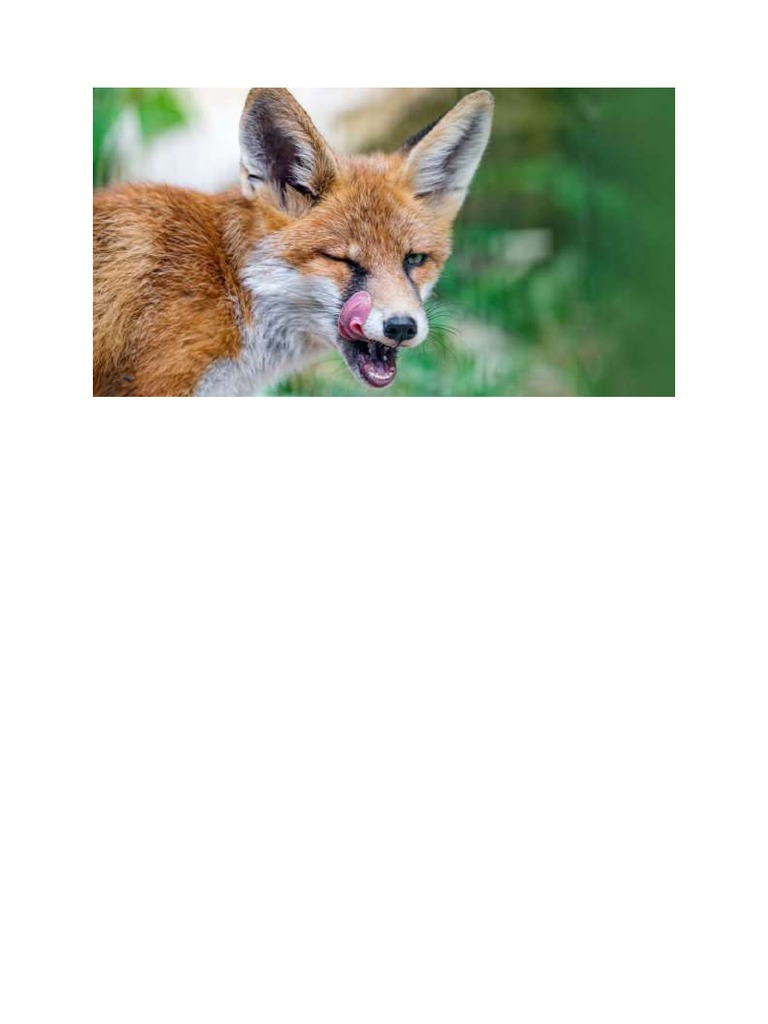 Fox | PDF