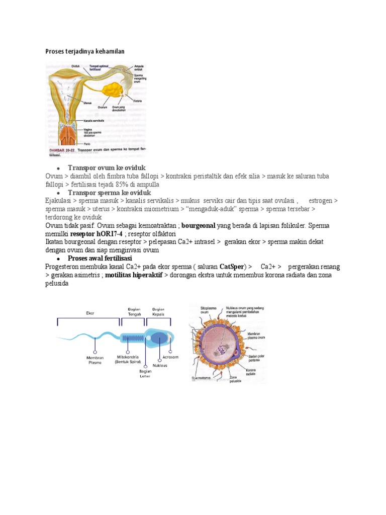 Proses Terjadinya Kehamilan PBL | PDF