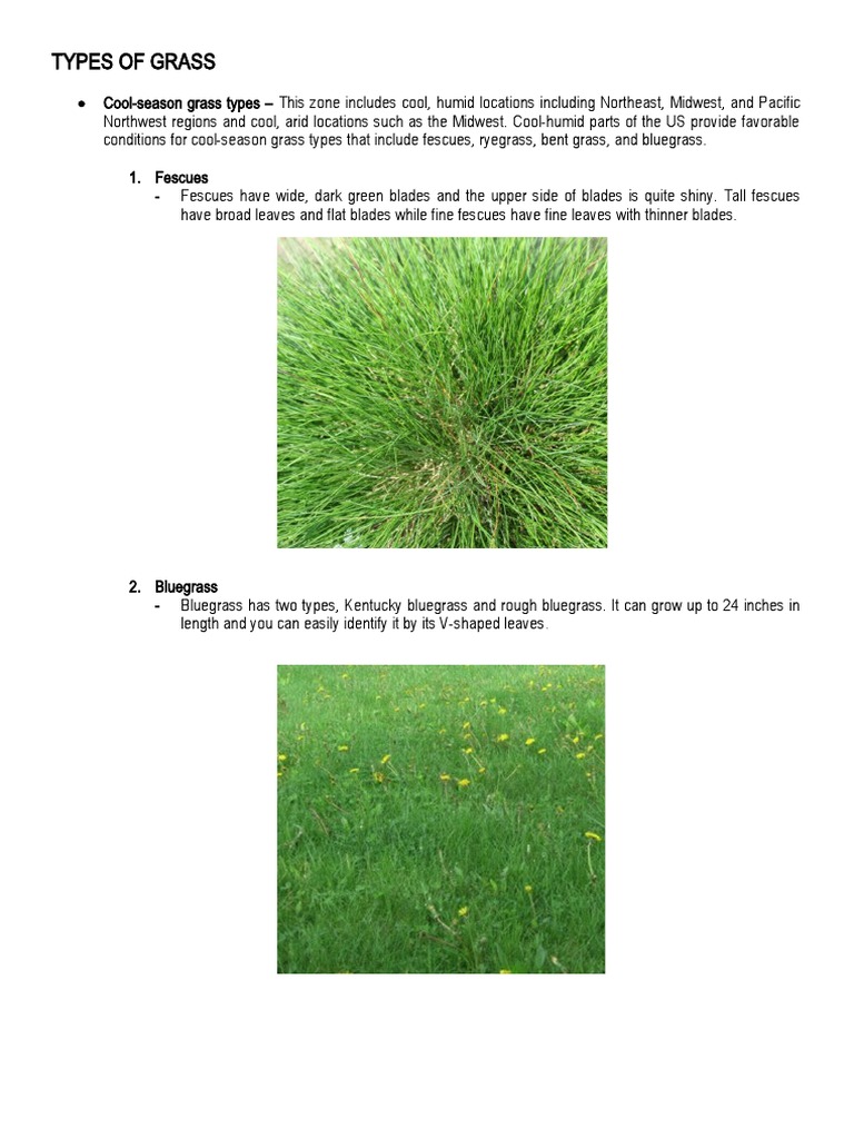 Types of Grass | Download Free PDF | Lawn | Leaf