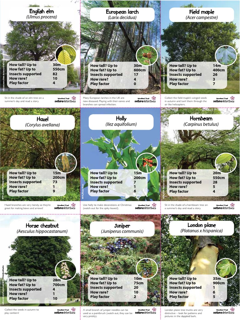 Trump Cards Trees2 | PDF | Botany | Trees