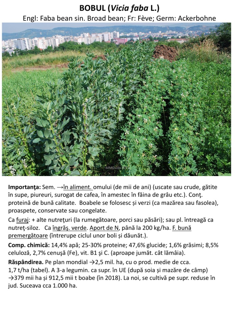 4.07. Bobul MMD | PDF