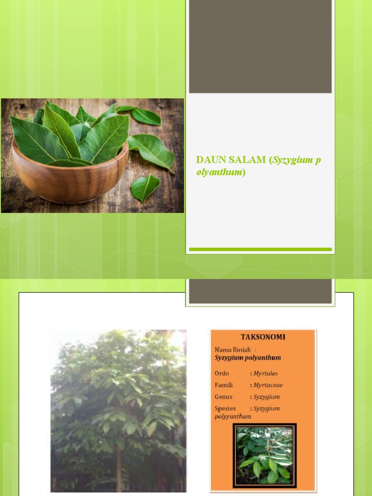 Daun Salam (Syzygium Polyanthum) | PDF