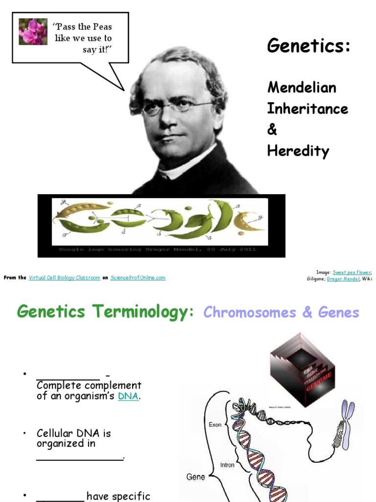 Mendelian Genetics Heredity Biology Lecture PowerPoint VCBC | PDF | Dominance (Genetics) | Genotype