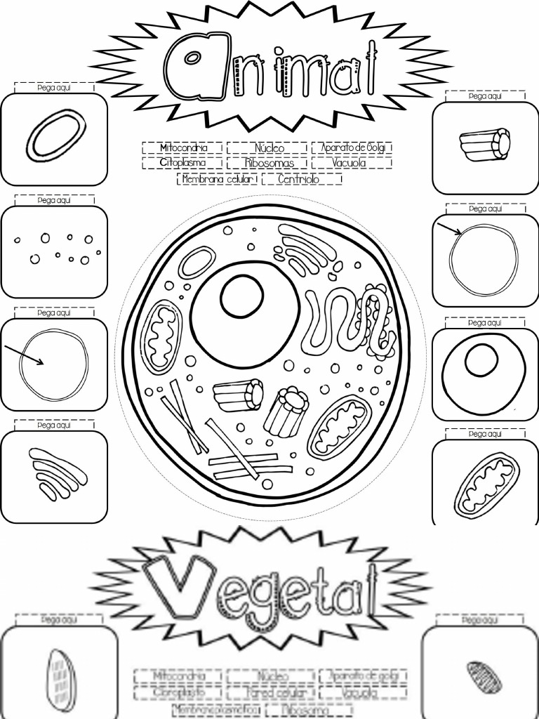 Esquema Células | PDF