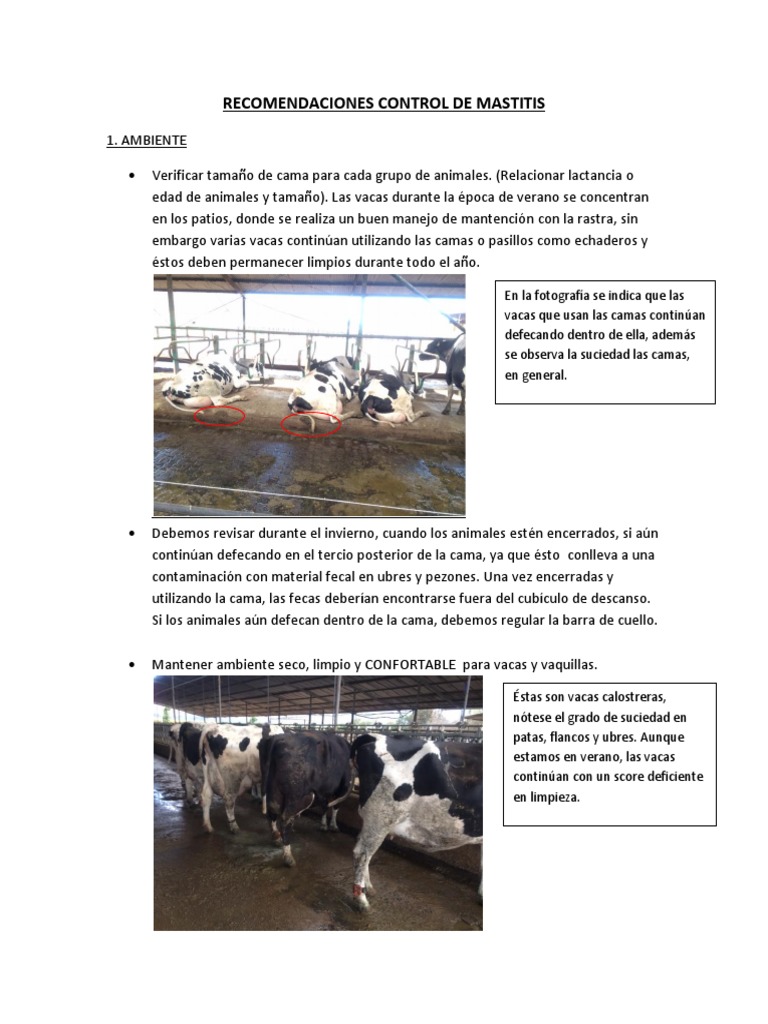 Recomendaciones Control de Mastitis | PDF | Ciencias de la Salud | Medicina CLINICA