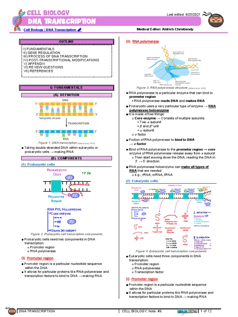 DNA Transcription: A Cell Biology Guide | PDF | Promoter (Genetics) | Rna