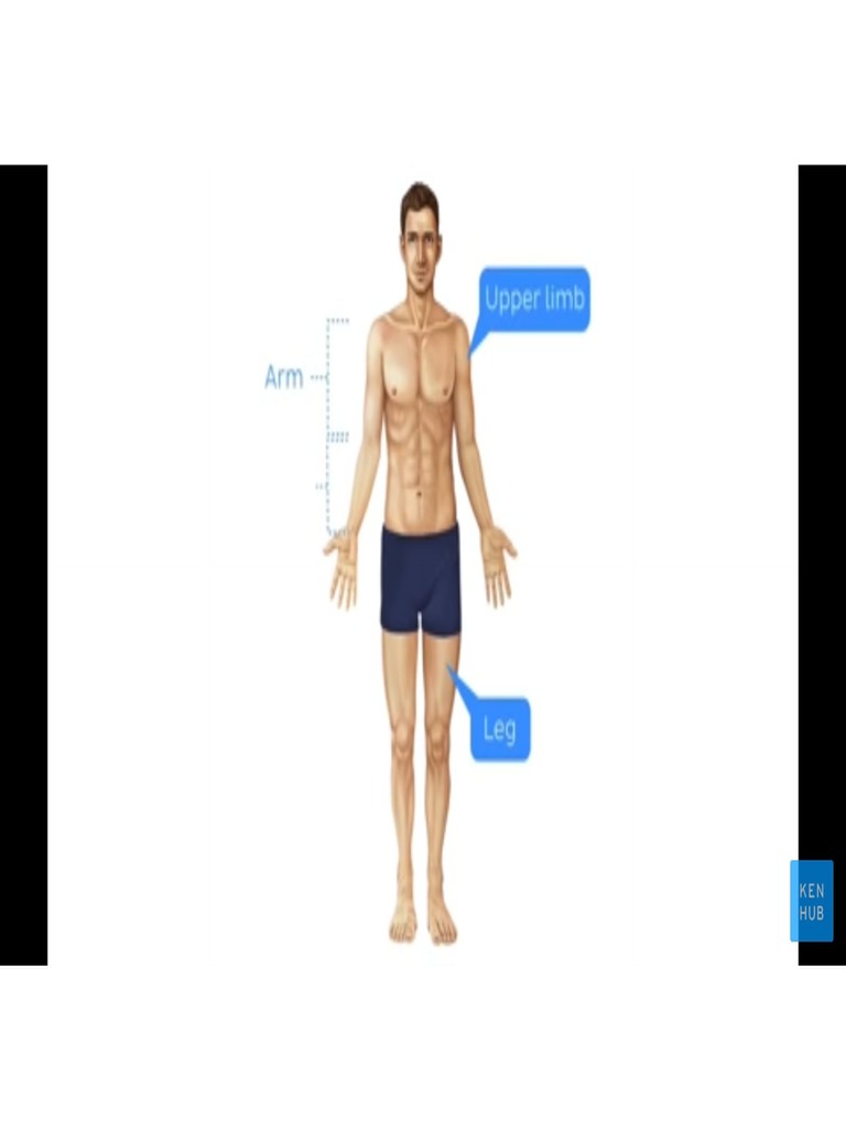 Imp Arm Notes by Aniket | PDF
