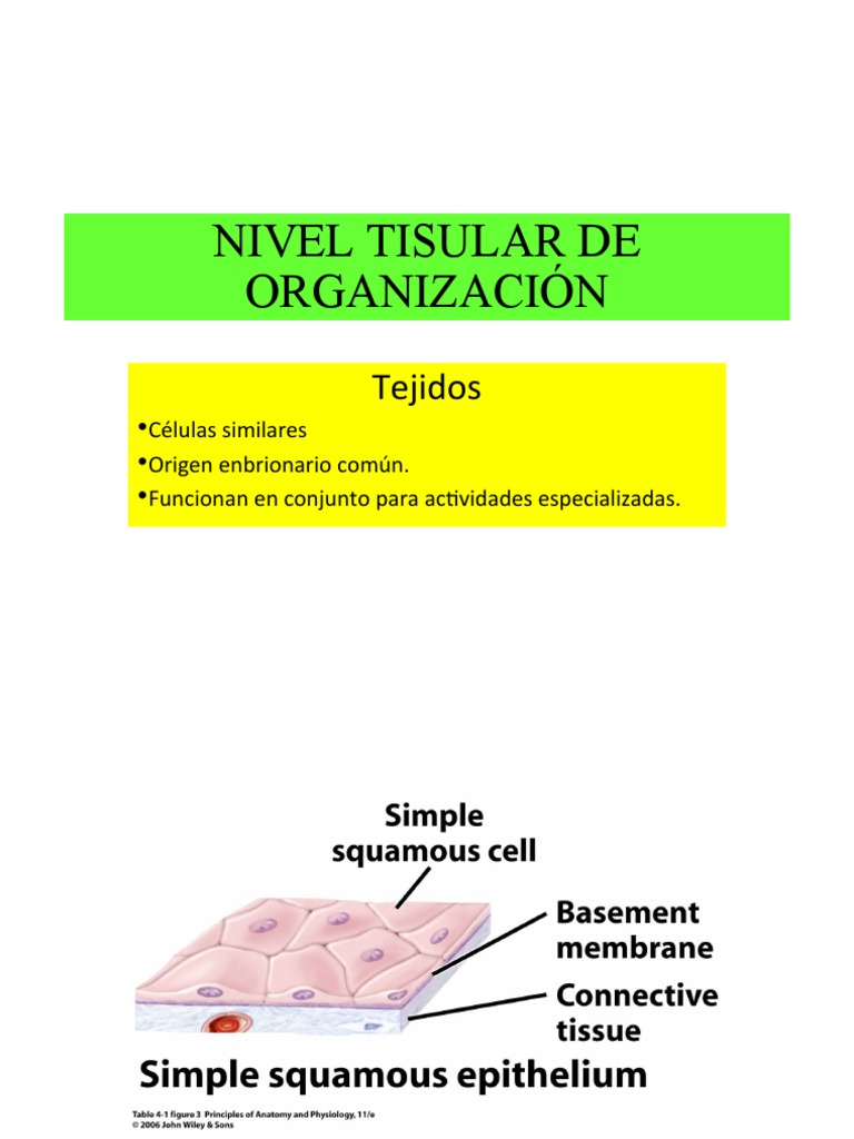 Nivel Tisular Organizacion Pdf Tejido Conectivo Epitelio