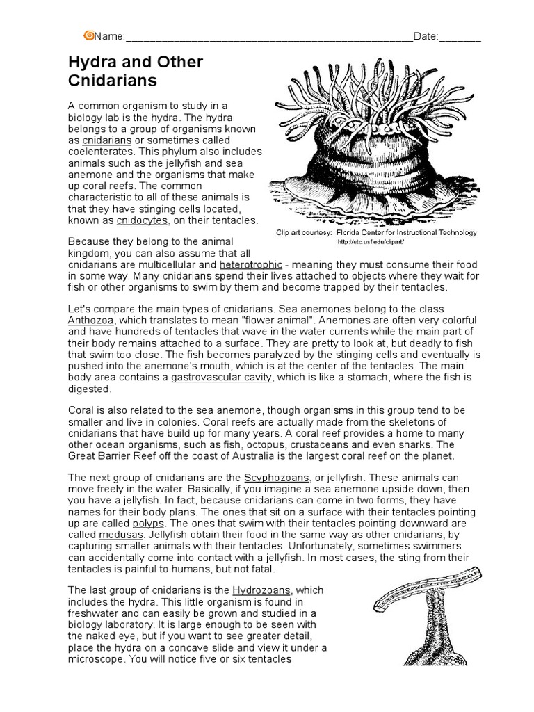 WWW Biologycorner Com Worksheets Articles Hydra HTML | PDF | Tentacle | Aquatic Animals