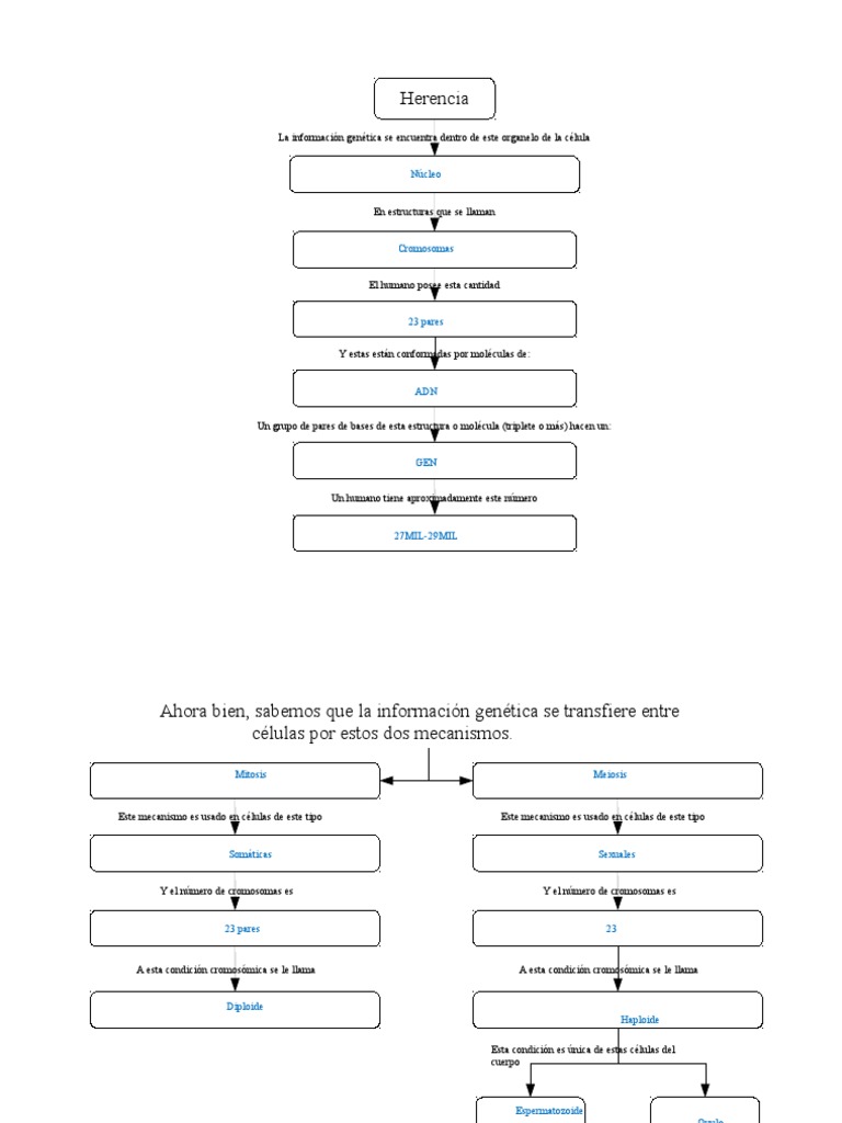Mapa Conceptual Cromosomas y Genes Edwin Ramos | PDF