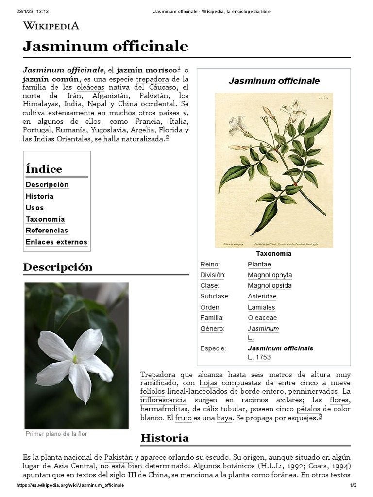 Jasminum Officinale | PDF | Plantas | Botánica