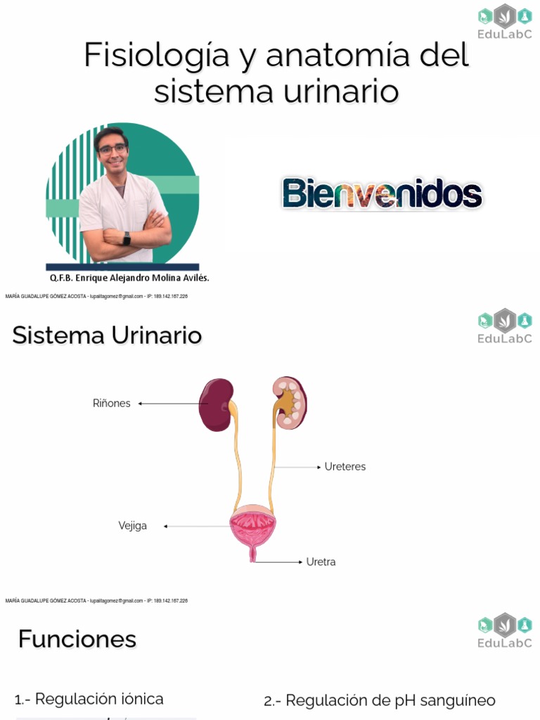 Sistema Urinario | PDF | Riñón | Angiotensina
