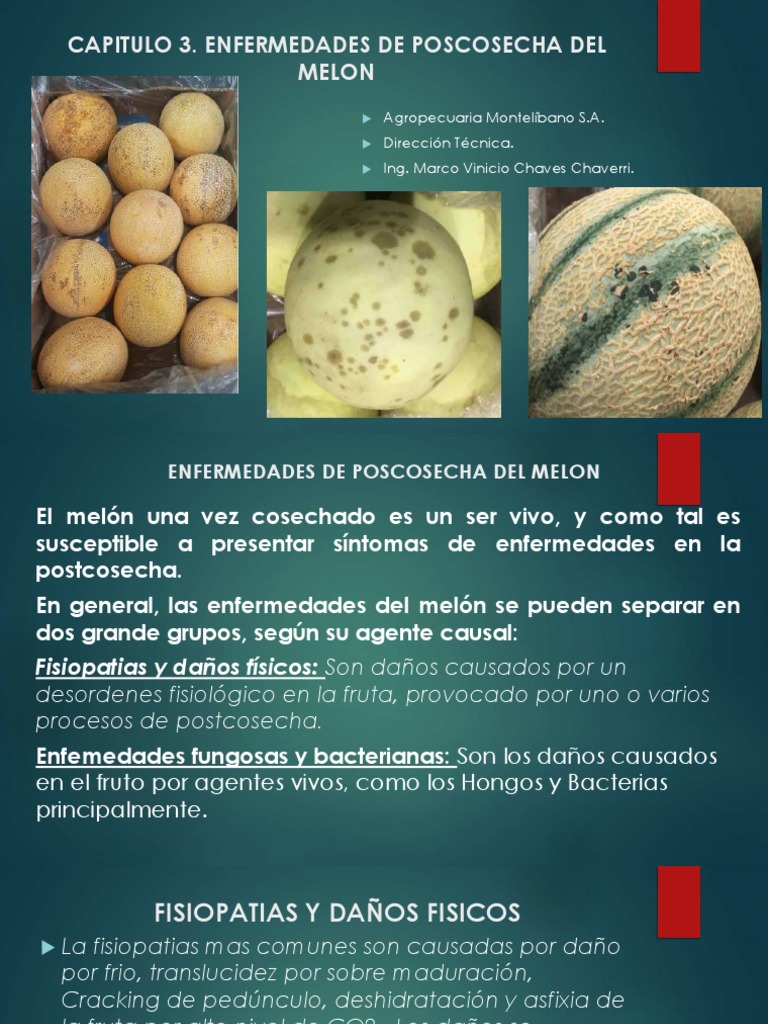 Enfermedades y estrategias de control en la poscosecha del melón | PDF ...