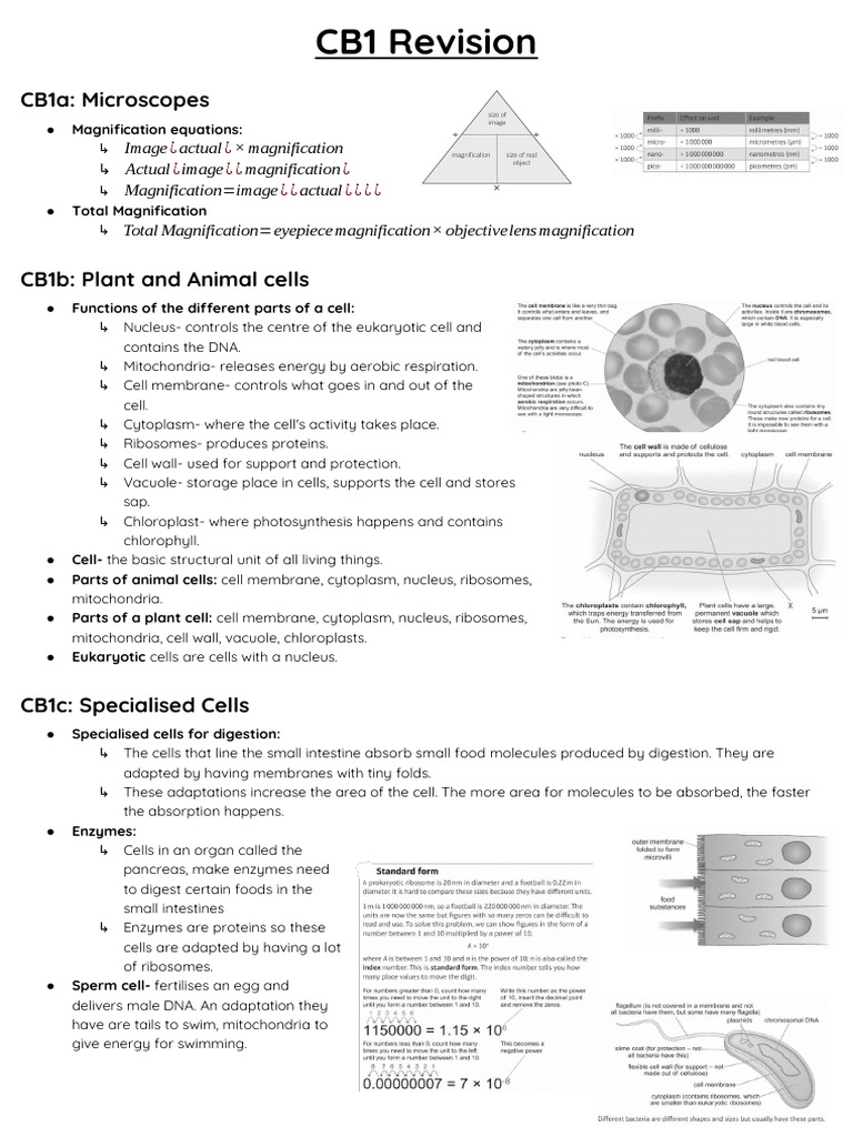 CB1 Revision Notes | PDF | Cell (Biology) | Osmosis