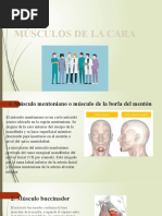 Función y Anatomía del Músculo Mentoniano | PDF | Cara | Anatomía humana