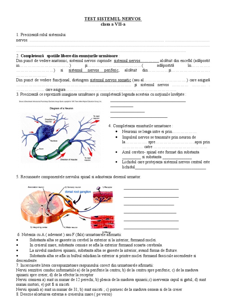Fisa de Evaluare Sistem Nervos Clasa A VII-a | PDF