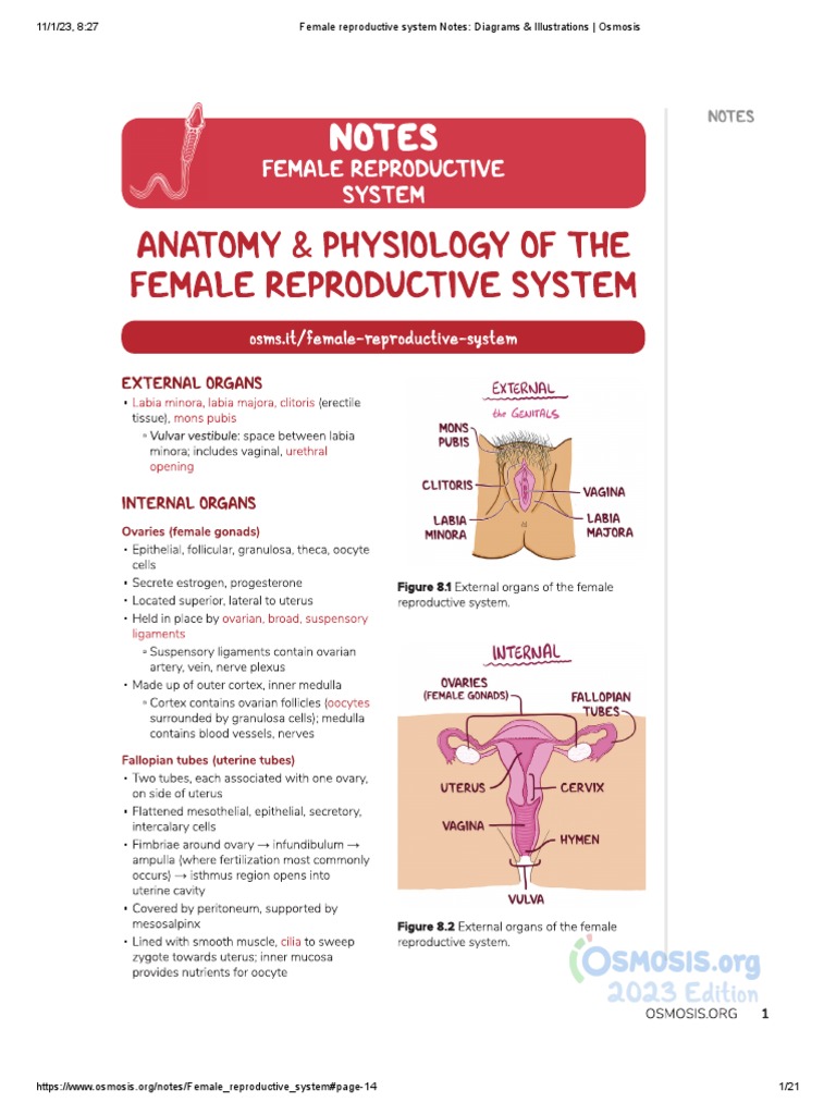 Female Reproductive System Diagrams | PDF | Reproductive System ...