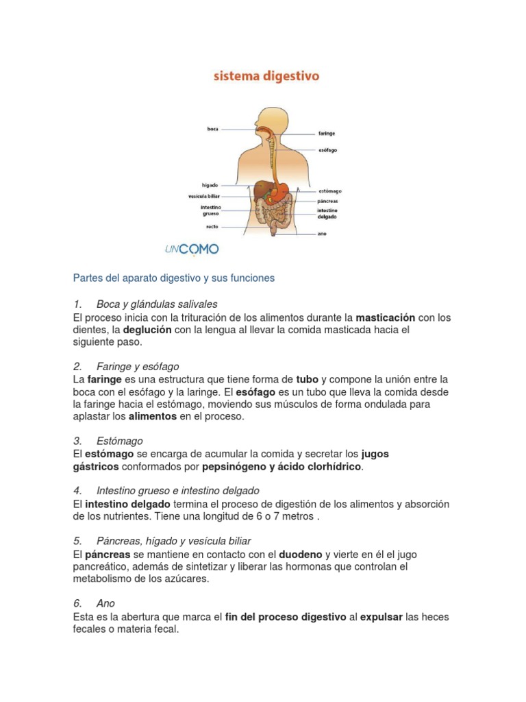 Aparato Digestivo Y Sus Partes Y Funciones – LRAWZA