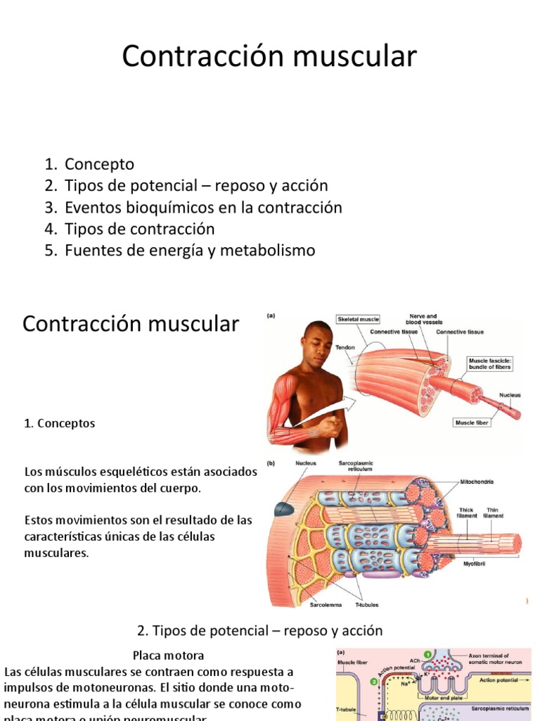 Contracción Muscular Liso y Esquelético | PDF | Músculo esquelético ...