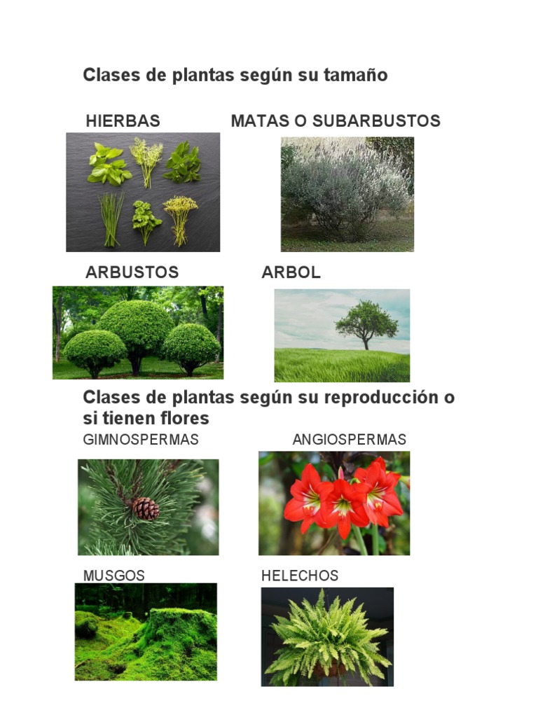 Clases de Plantas Según Su Tamaño | PDF
