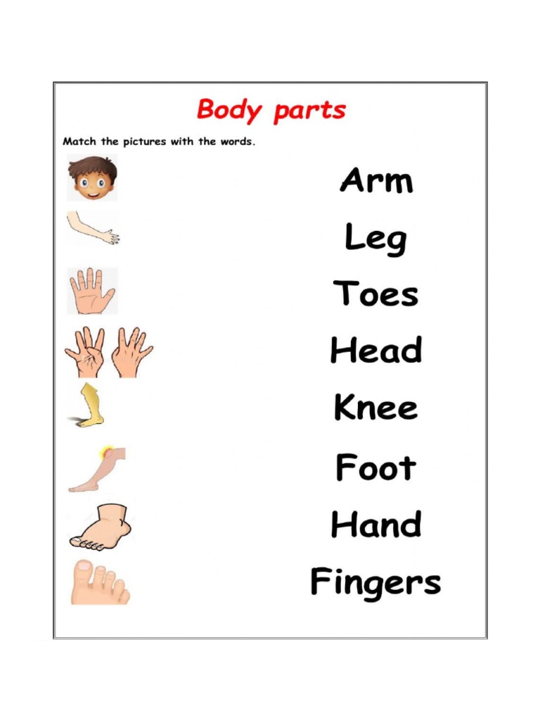 Body Parts | PDF