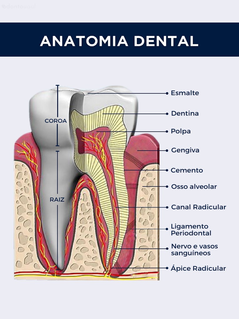 Anatomia Dental | PDF