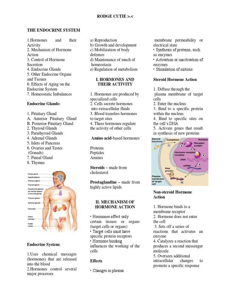 The Endocrine System | PDF | Endocrine System | Hormone