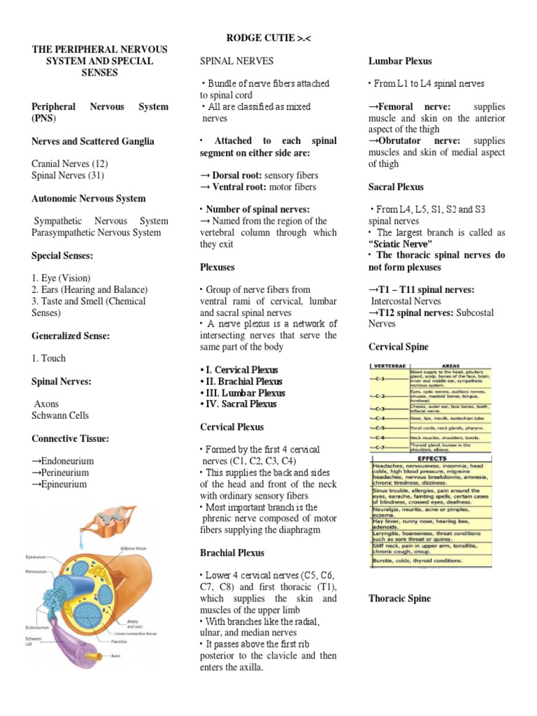 The Peripheral Nervous System and Special Senses | PDF | Ear | Hearing