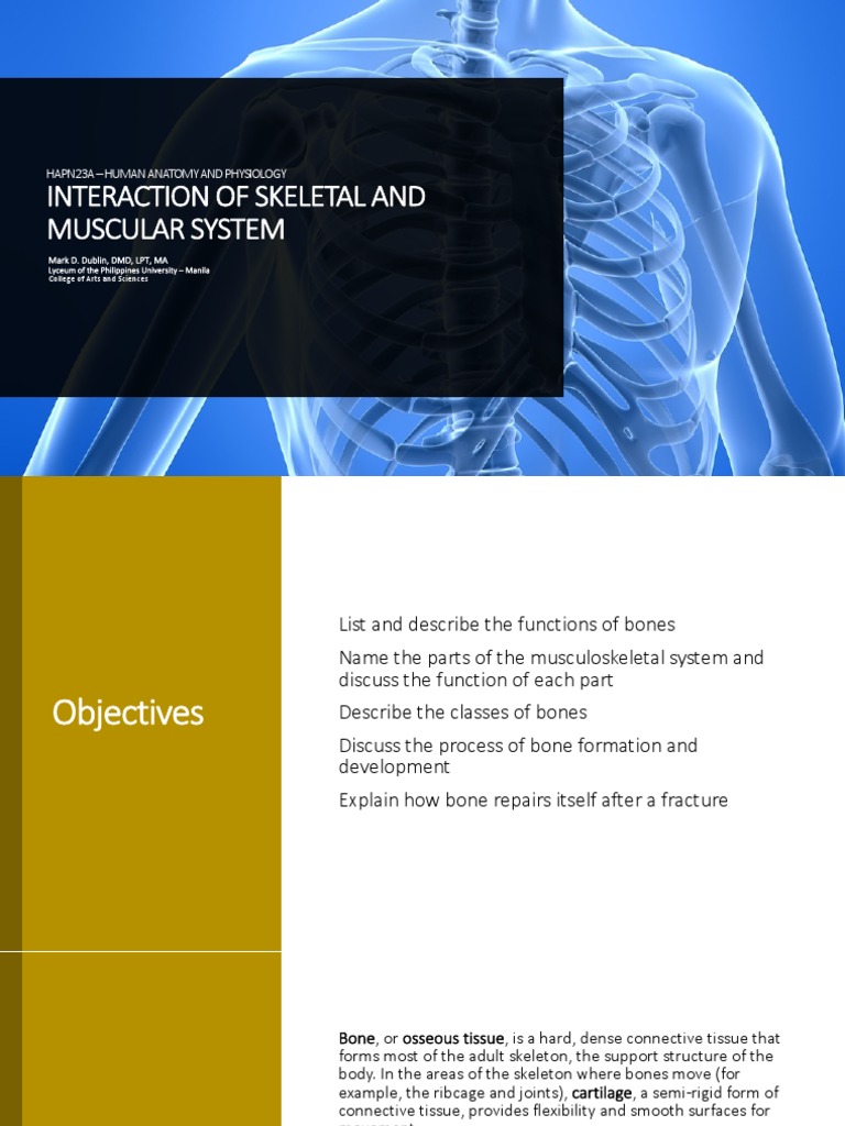 Interaction of Skeletal and Muscular System | PDF | Bone | Skeleton