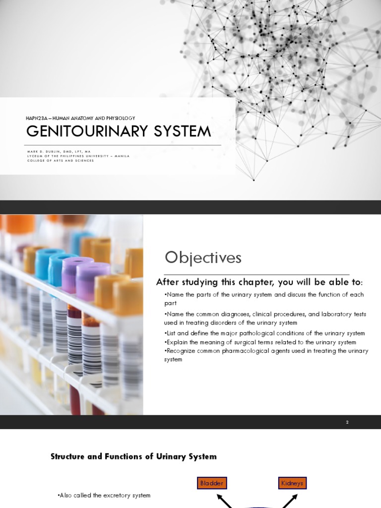 8 HAPN23A Genitourinary System | PDF | Kidney | Urinary Bladder