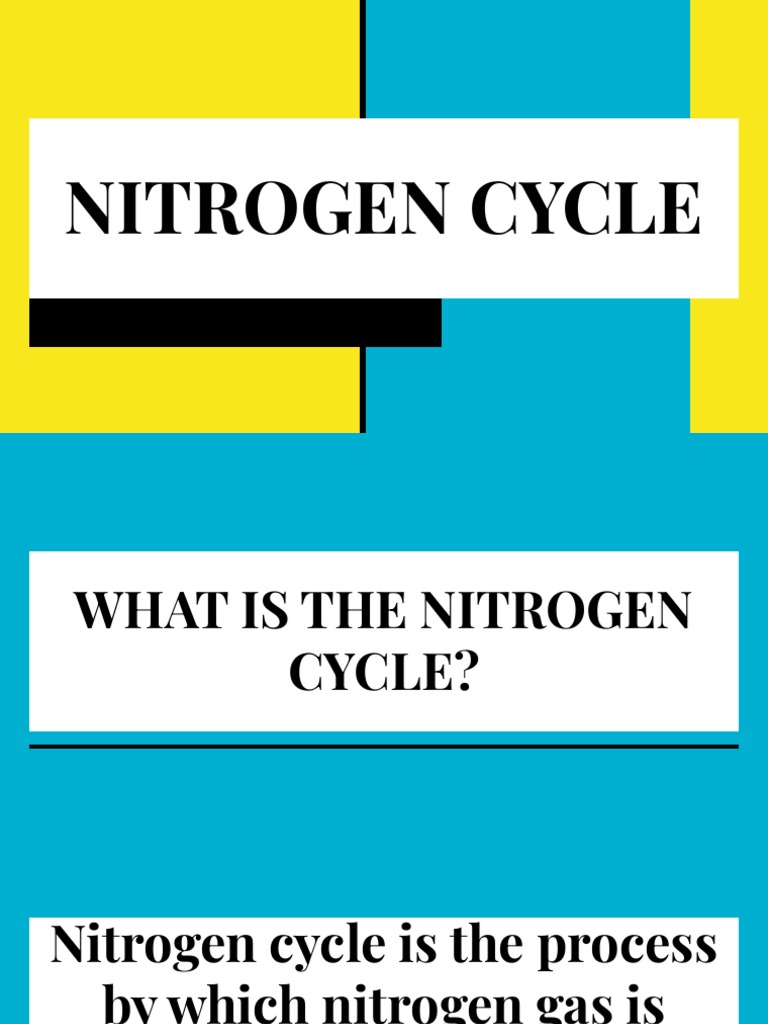 Nitrogen Cycle for Students | PDF | Nitrogen | Soil