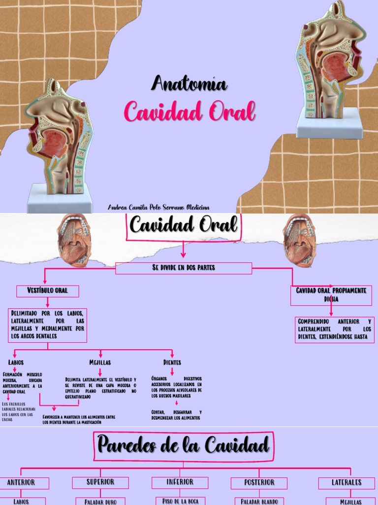 Cavidad Oral Mapa | PDF | Boca | Lengua