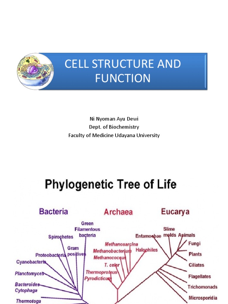 Cell Structure and Function | PDF | Cell (Biology) | Endoplasmic Reticulum