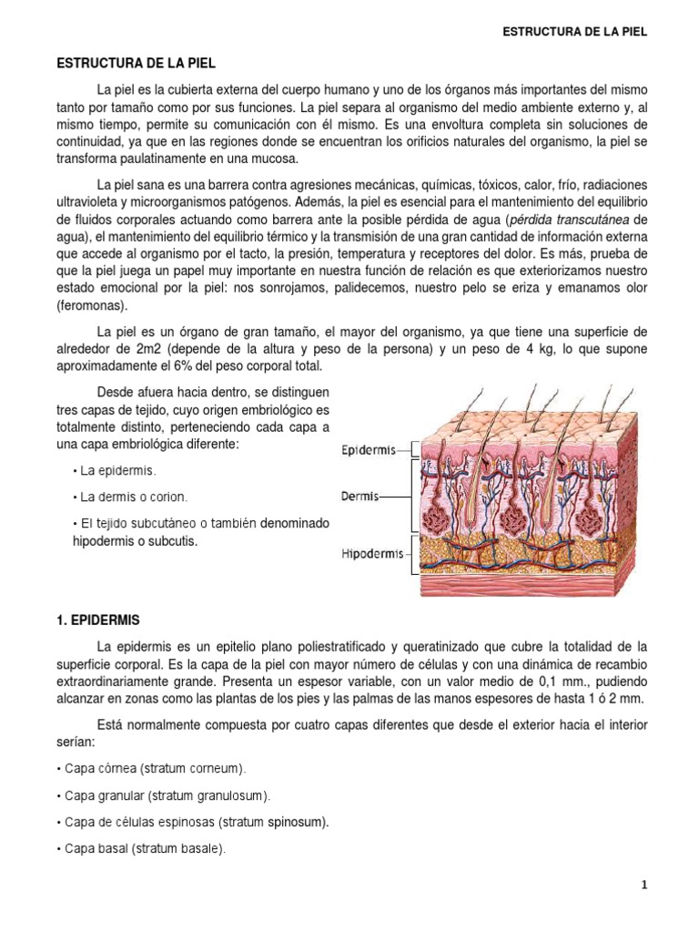 Estructura de La Piel | PDF | Piel | Epidermis