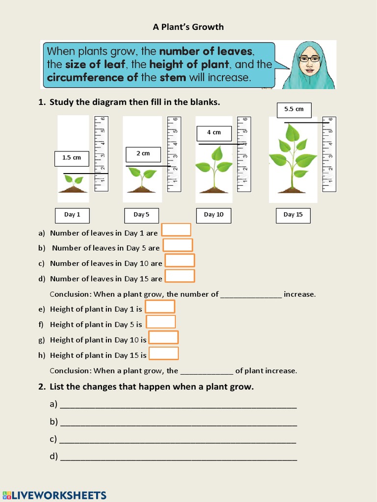 1.4 Plant Growth and Temperature Work Sheet | PDF