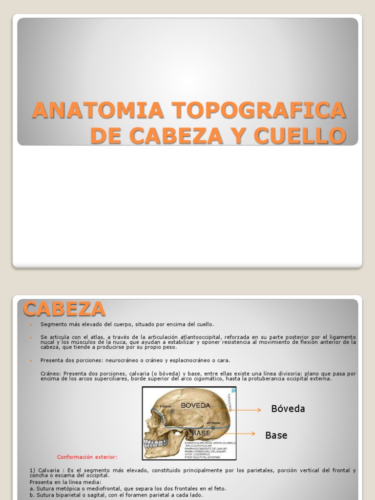 Anatomia Topografica de Cabeza y Cuello | PDF | Cráneo | Sistema esquelético