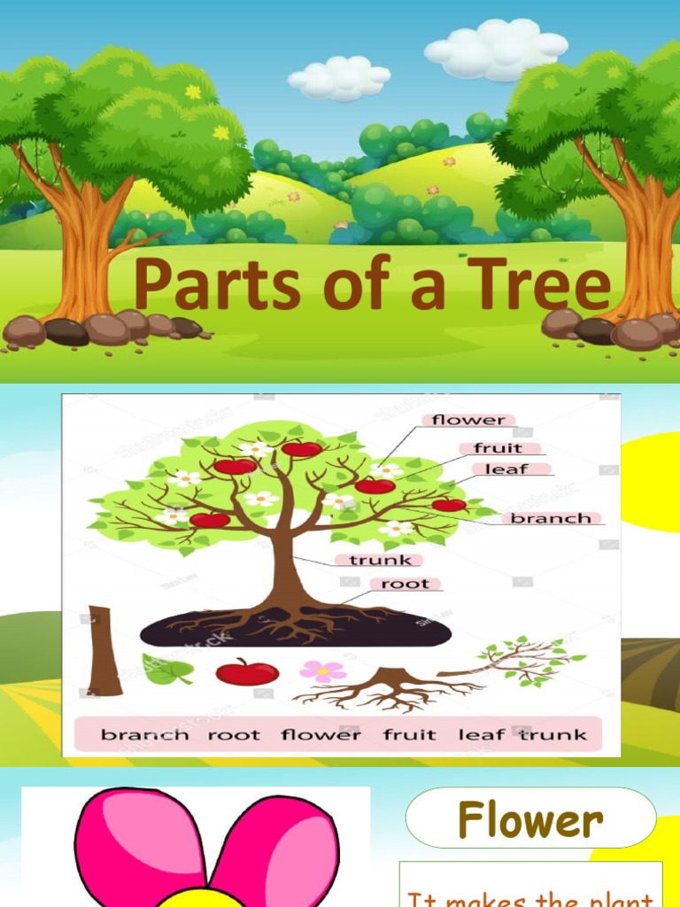 Key Parts of a Tree for Kids | PDF