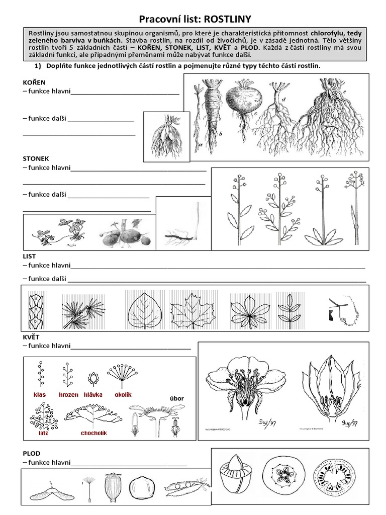 Pracovni List IVZ2 Rostliny FINAL | PDF