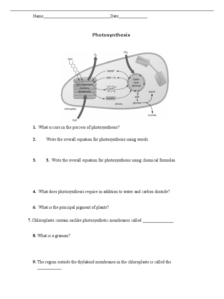 Photosynthesis - Overview - Questions | PDF