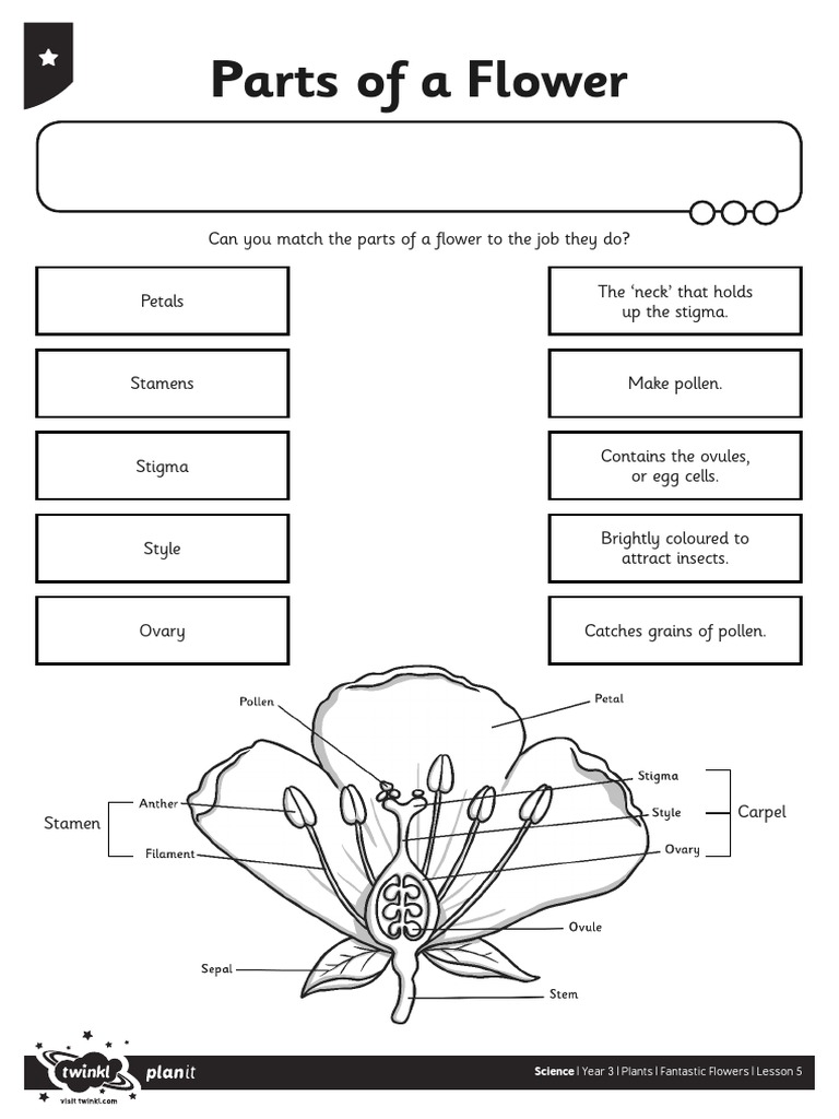 Activity Sheet Parts of A Flower | PDF | Flowers | Pollination