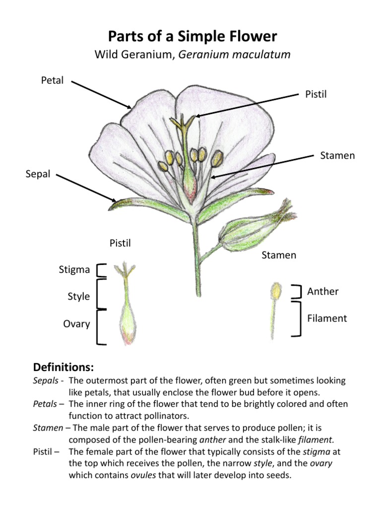 Anatomy of Simple and Composite Flowers | PDF