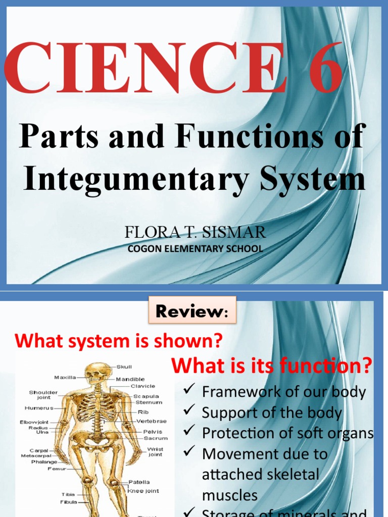Integumentary System-GRADE 6 MARCOS | Download Free PDF | Skin ...