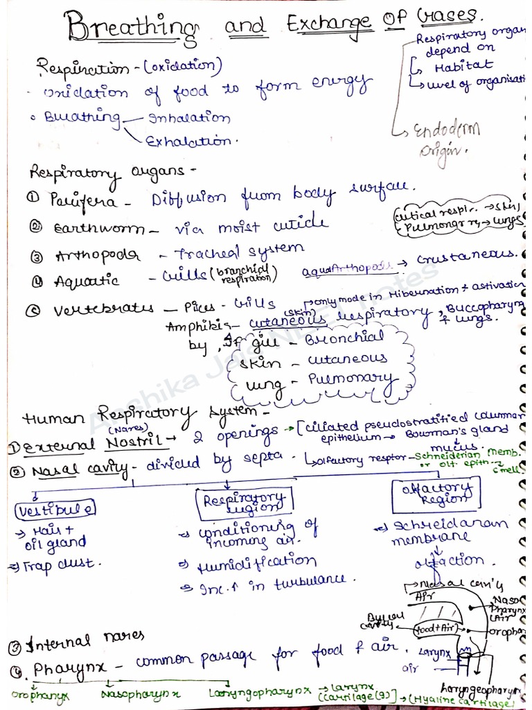 Breathing Class 11 | PDF