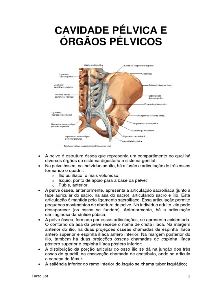 Anatomia da Pelve e Períneo Humano | PDF | Pélvis | Próstata