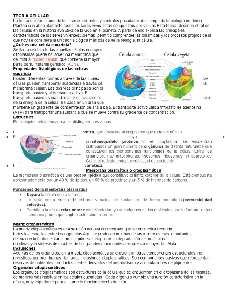 Teoria Celular Resumen | PDF | Citoplasma | Nucleo celular