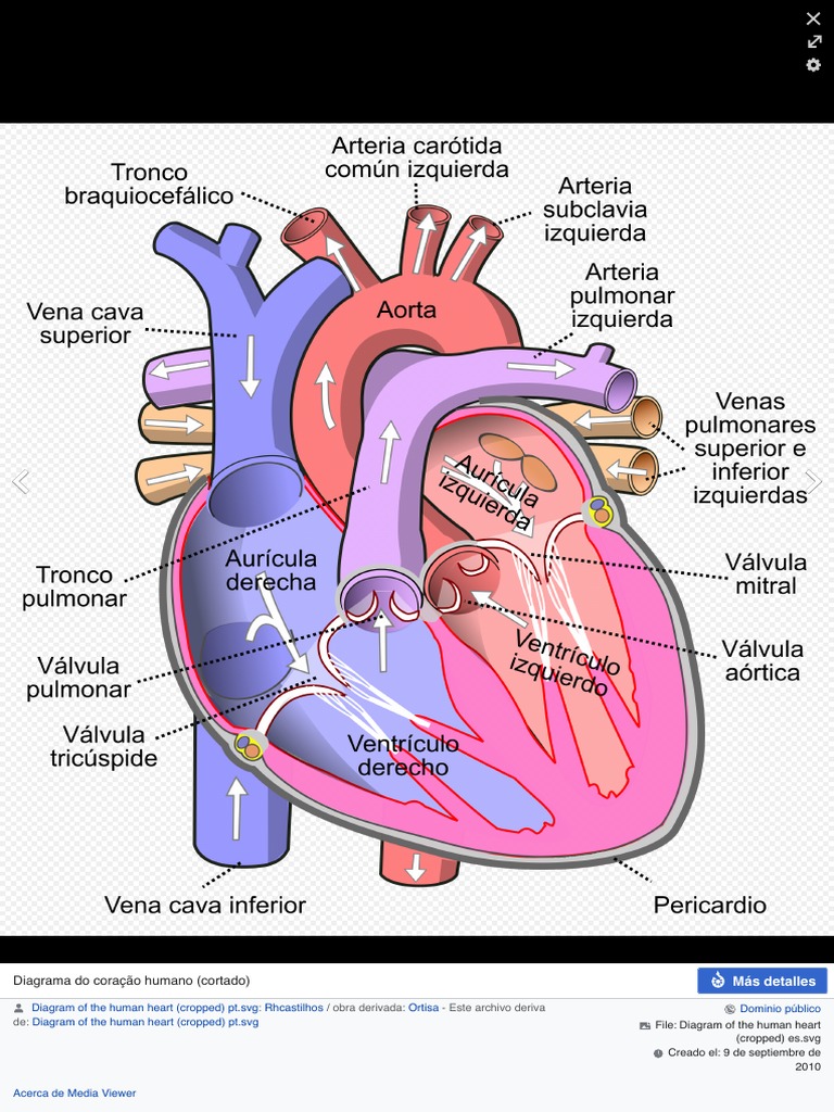 Diagram of The Human Heart (Cropped) Es - Corazón Humano - Wikipedia ...