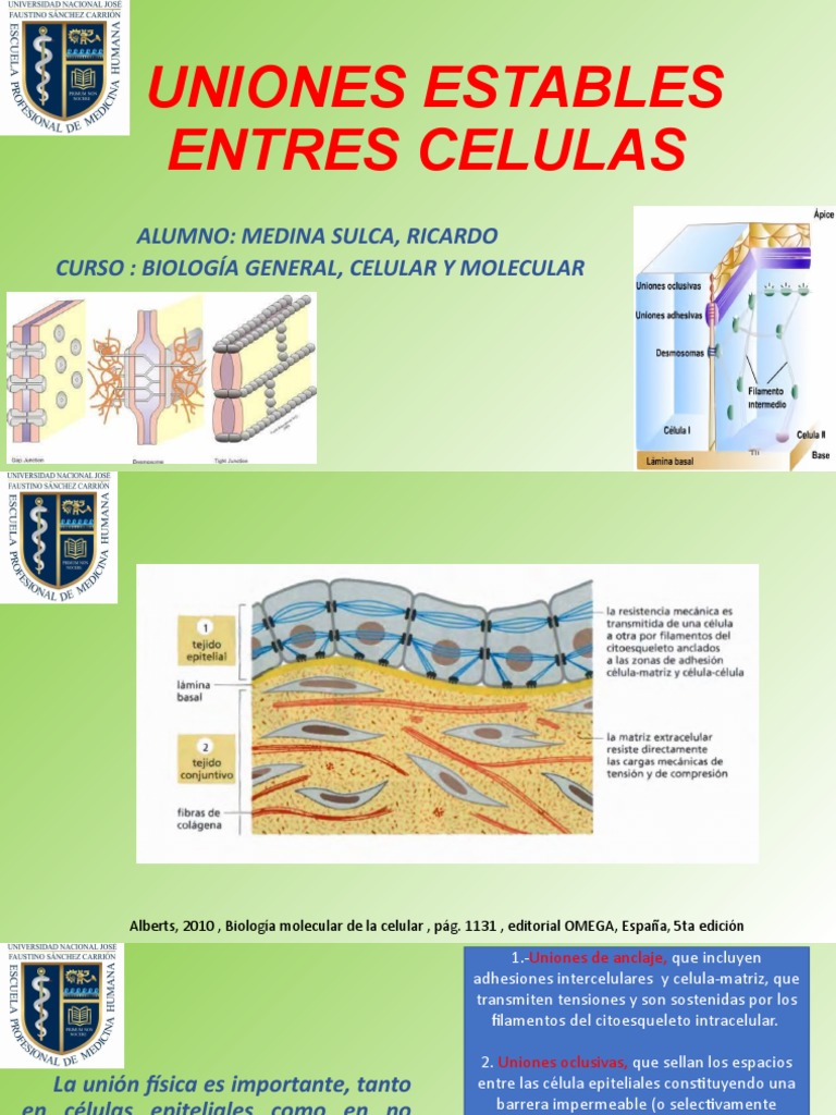 Uniones Estables Entres Celulas Expo 2 | PDF | Biología Celular) | Epitelio